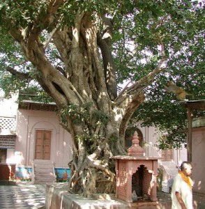 Vrindavan | Holy Dham