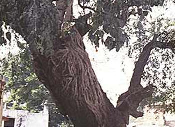 Vrindavan | Holy Dham