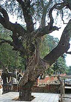 Sri Sri Radha Gopinatha Temple | Holy Dham