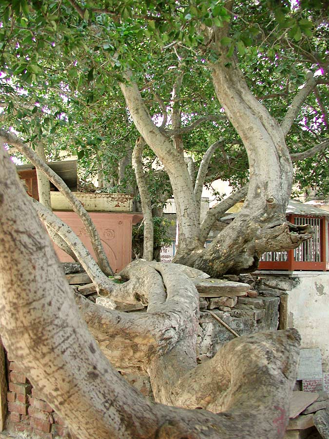 Sri Sri Radha Gopinatha Temple | Holy Dham