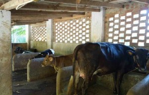 ISKCON (Hare Krishna) Parassala Temple | Holy Dham